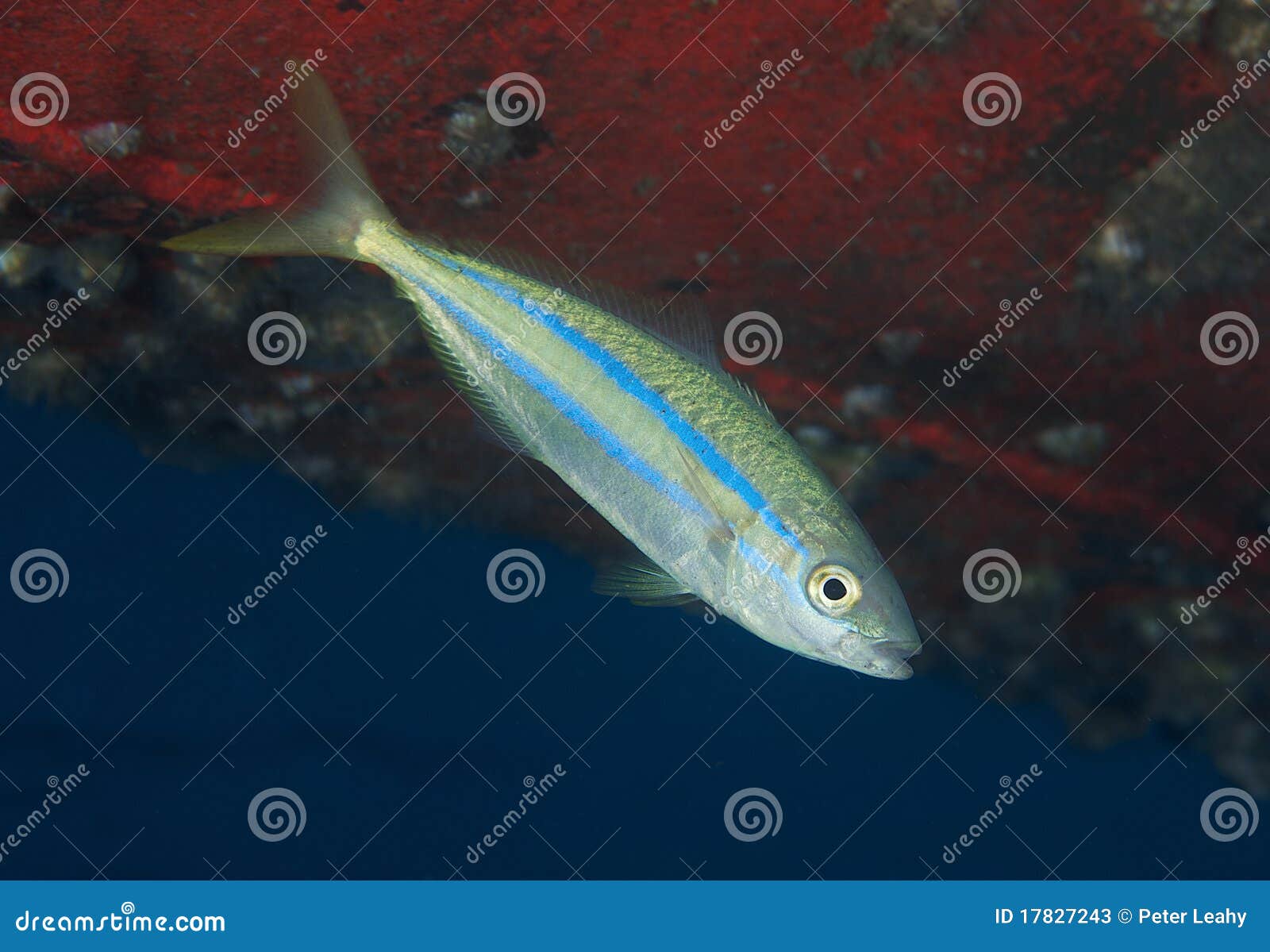 Juvenile Rainbow Runner stock image. Image of atlantic - 17827243
