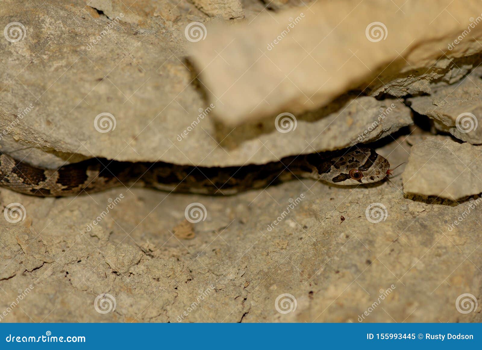Snakes in Cracks stock image. Image of environment, herpetology - 155993445