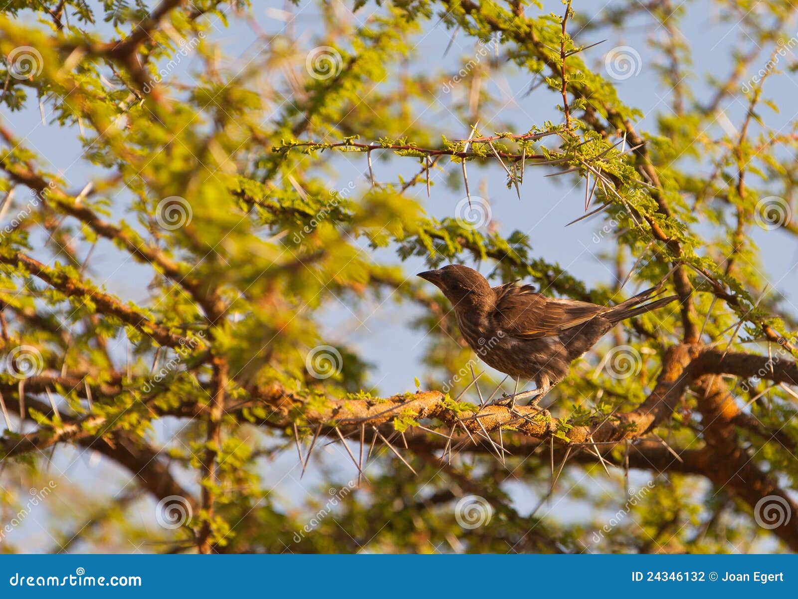 A Juvenile Red-billed Buffalo Weaver Stock Photo - Image of kenya ...