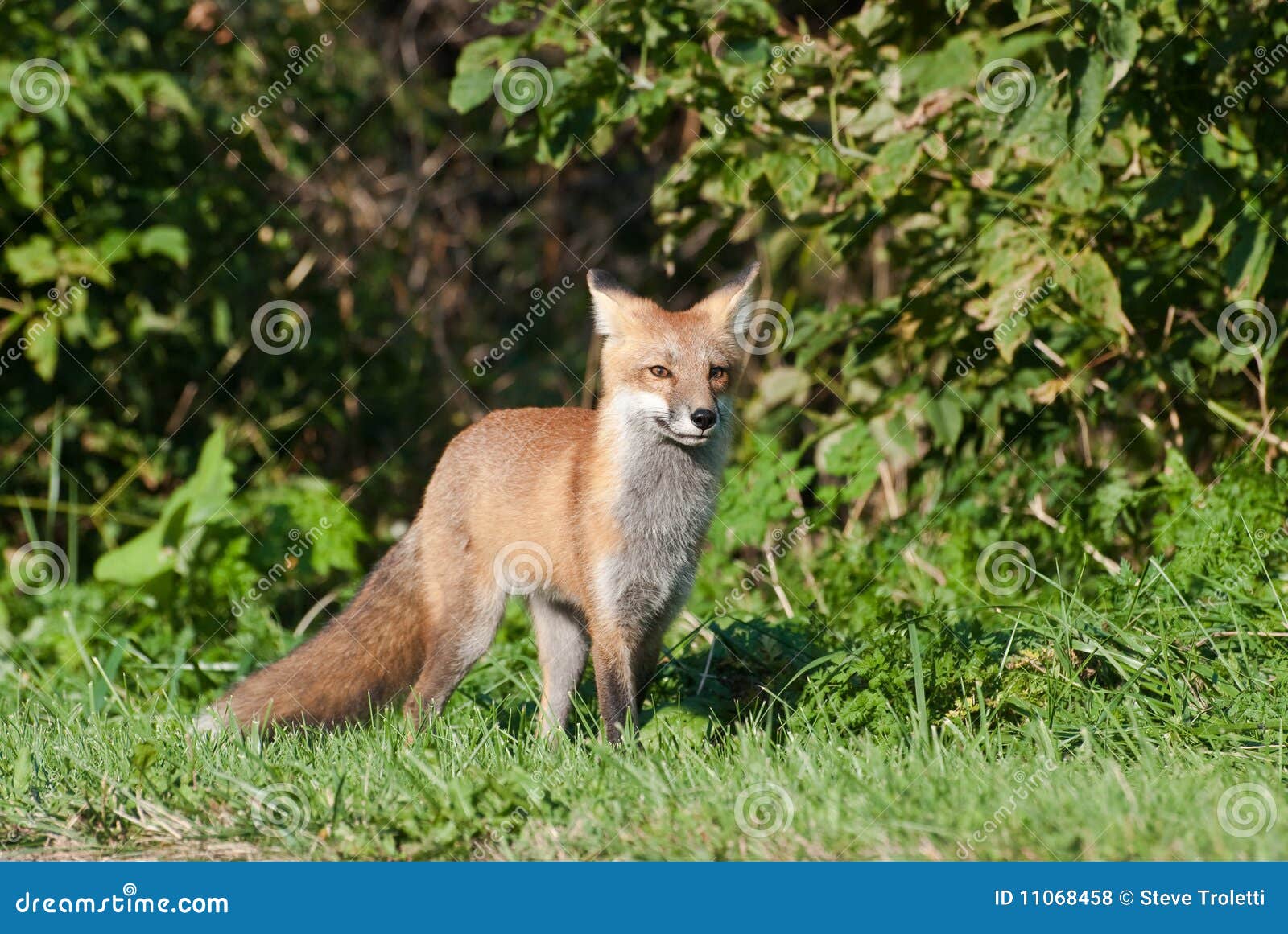 Juvenile Red Fox stock photo. Image of nature, hunting - 11068458