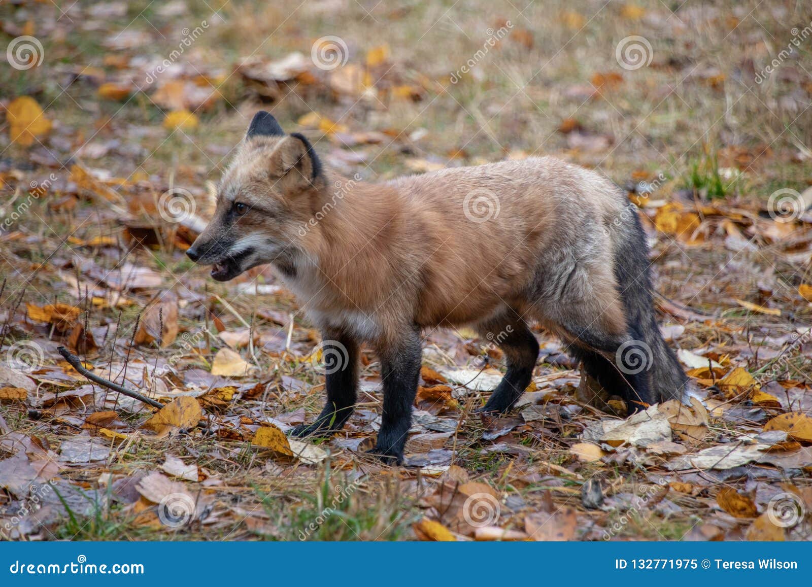 Red fox in fall stock image. Image of forest, carnivora - 132771975