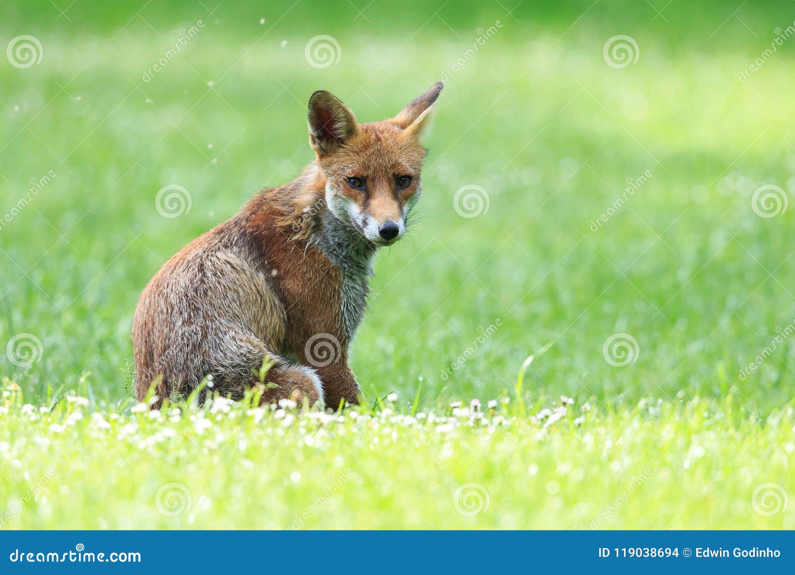 A Juvenile Red Fox Sitting on the Grass Looking Back Stock Photo ...