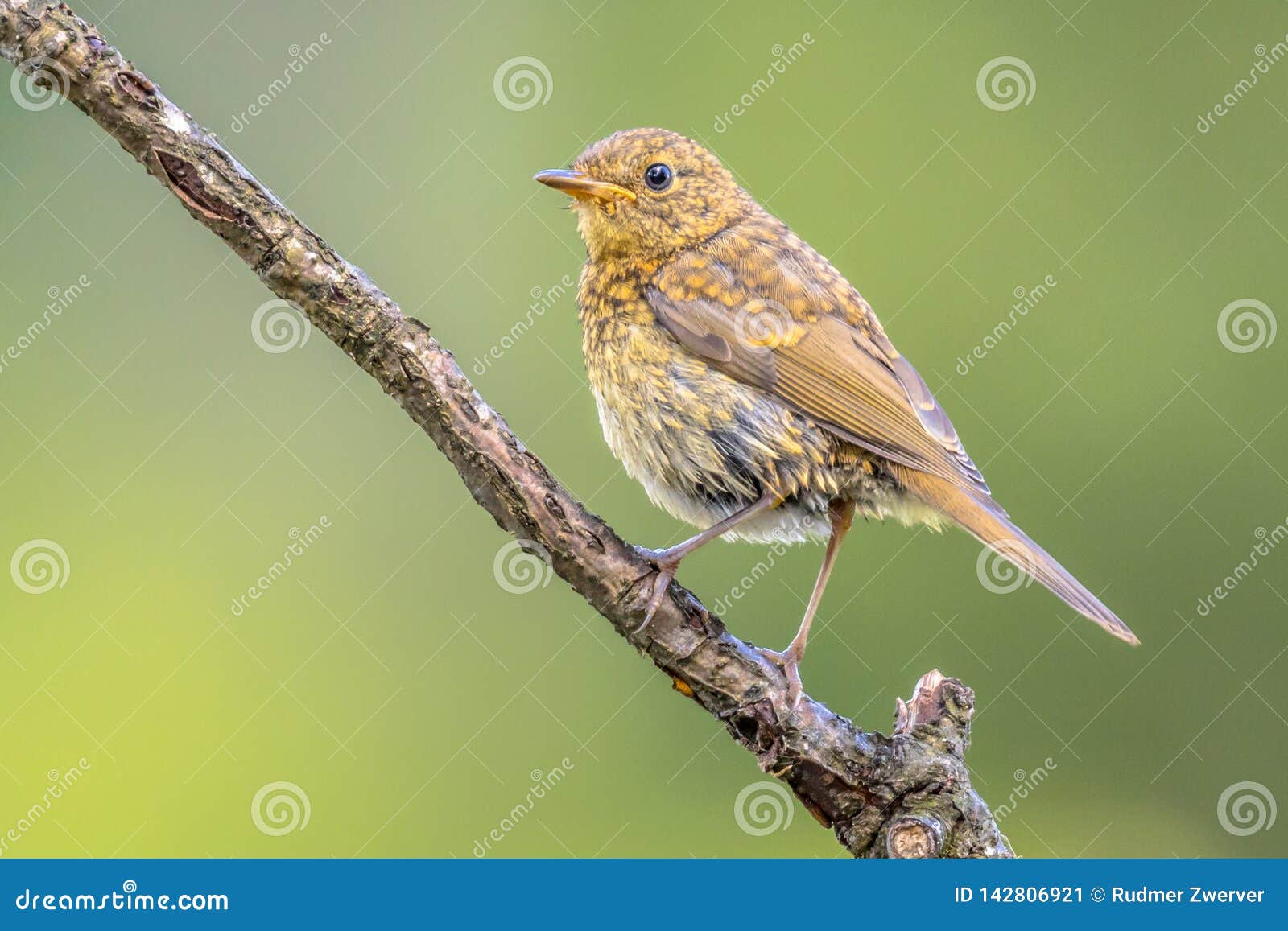 Juvenile Red Robin stock image. Image of nature, childhood - 142806921