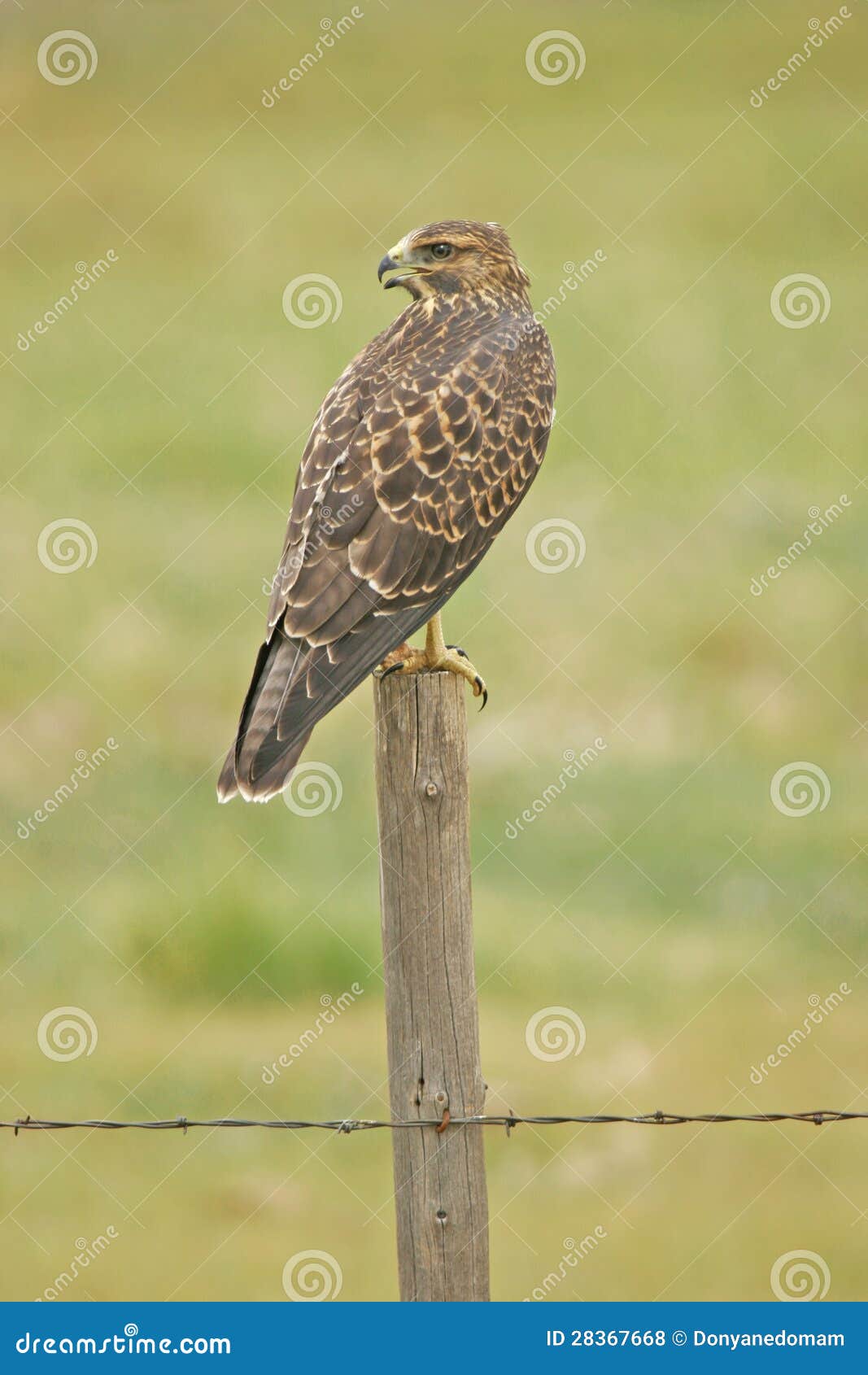 Juvenile Red-tailed Hawk stock photo. Image of redtailed - 28367668