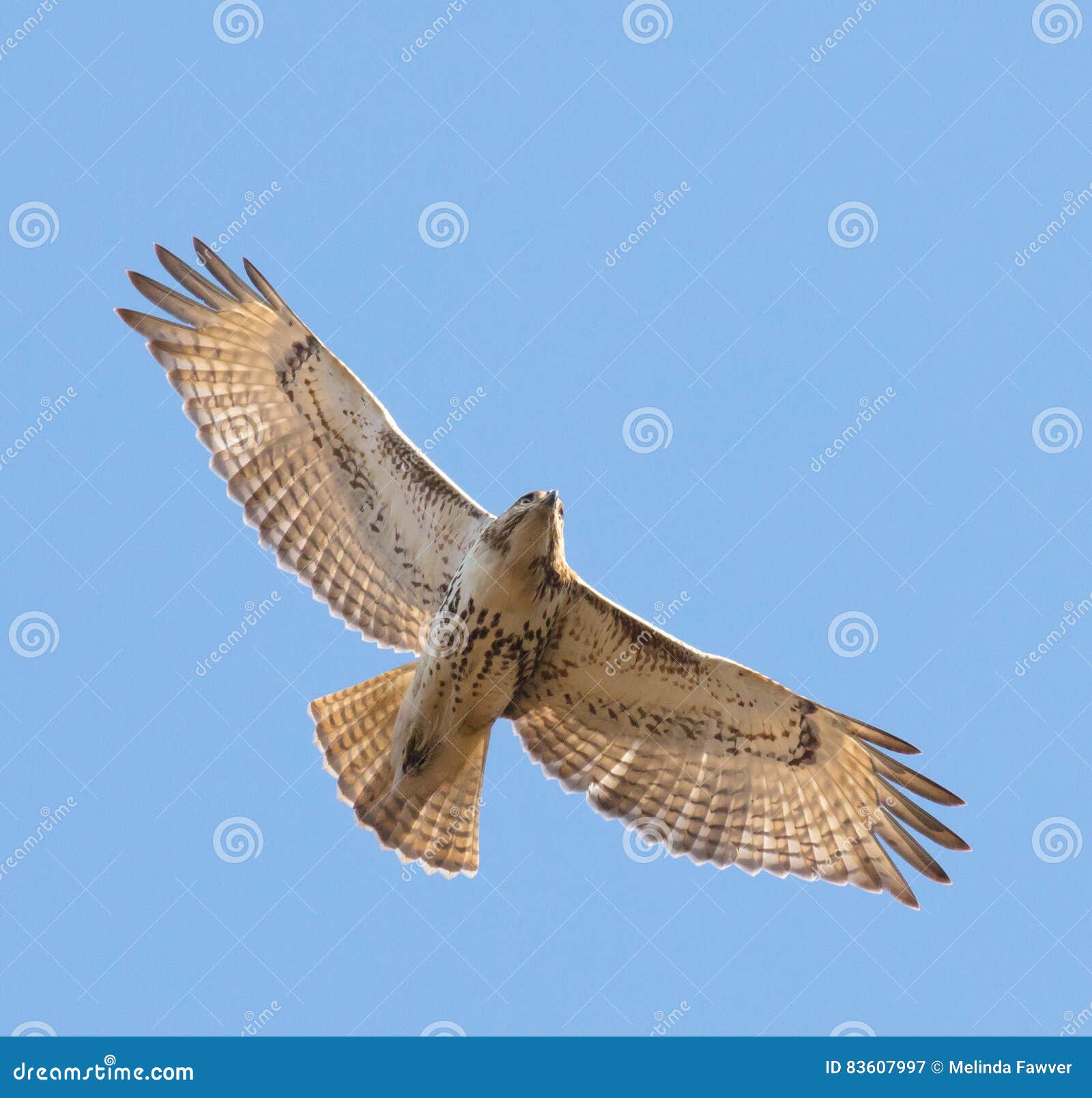 Juvenile Red Tailed Hawk stock image. Image of wildlife - 83607997