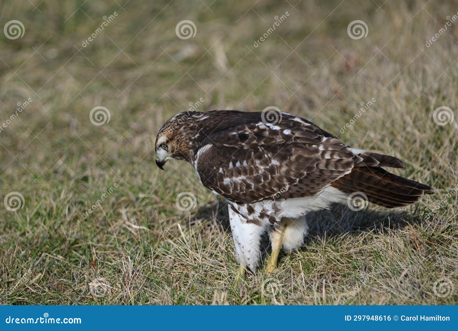 Juvenile Red-tailed Hawk in Grass Stock Photo - Image of vole, portrait ...