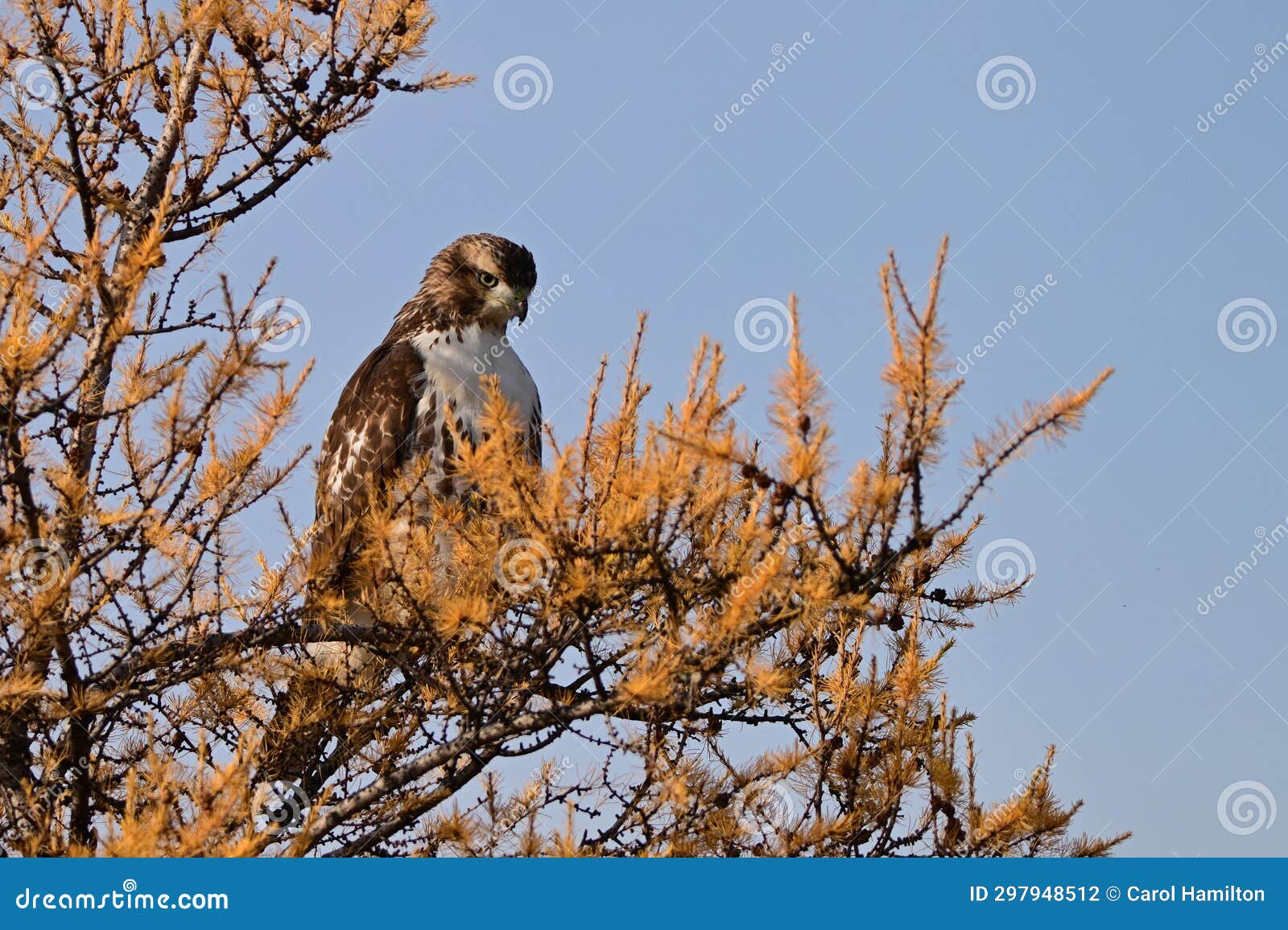 Juvenile Red-tailed Hawk Hunting in a Tree Stock Photo - Image of ...