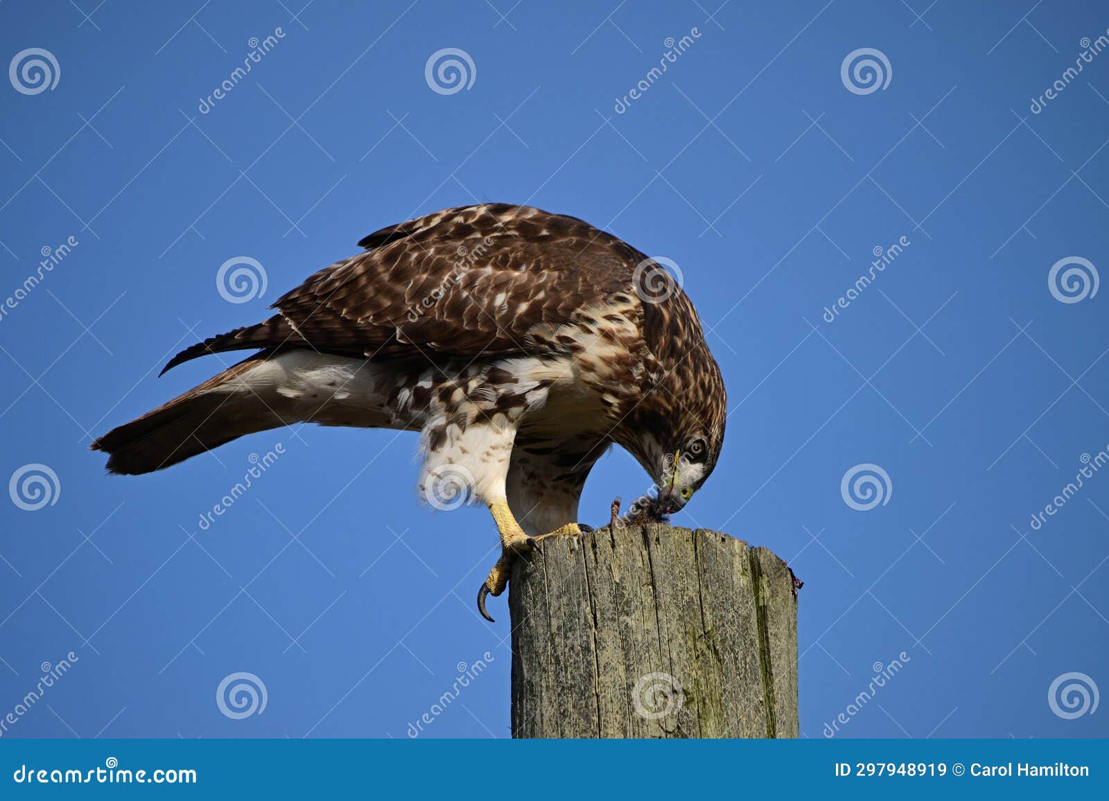 Juvenile Red-tailed Hawk on Hydro Pole Eating a Mouse Stock Image ...
