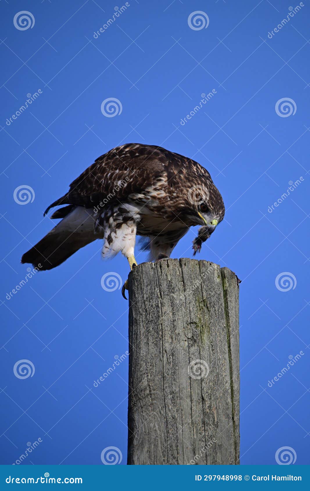 Juvenile Red-tailed Hawk on Hydro Pole Eating a Mouse Stock Photo ...