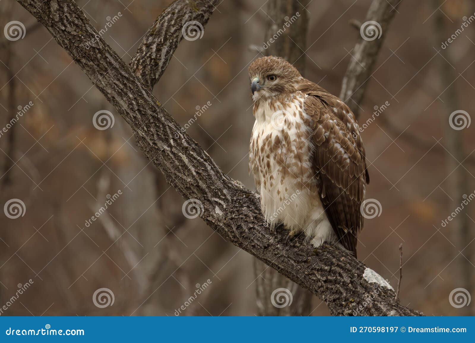 Juvenile red tailed hawk stock image. Image of juvenile - 270598197