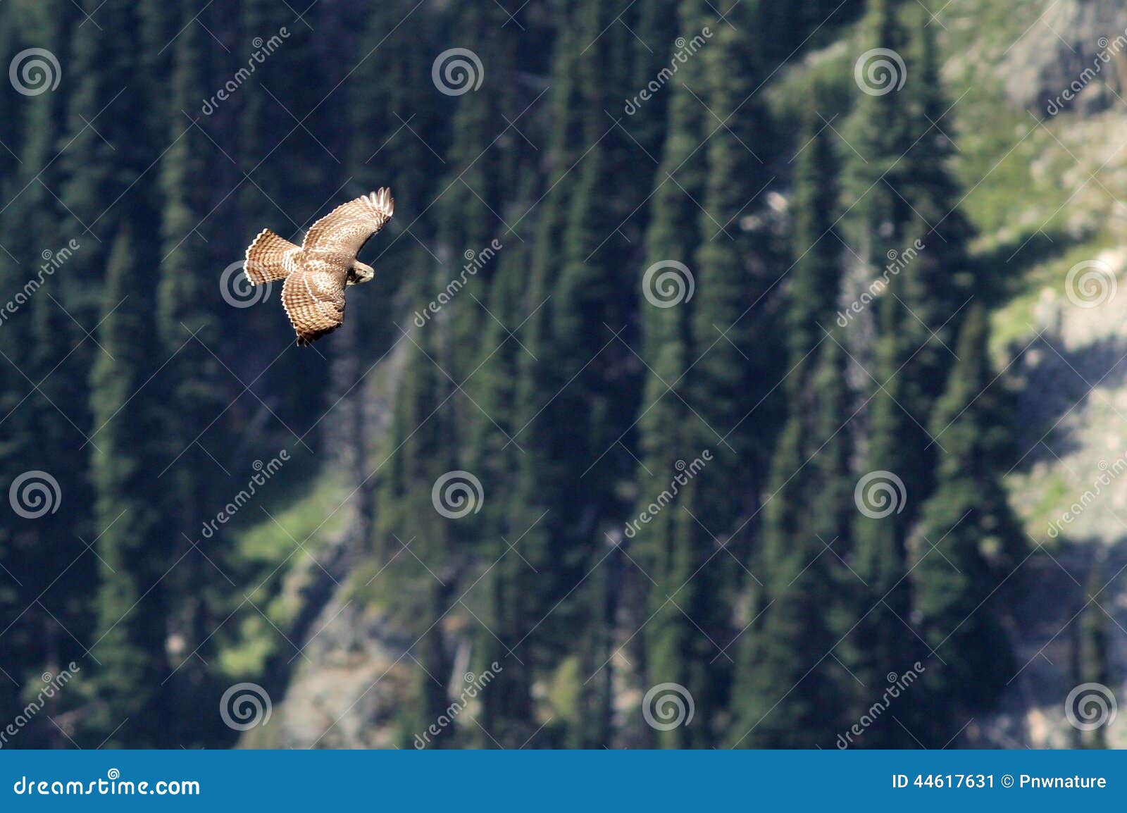 Juvenile Red-tailed Hawk Soaring in the Mountains Stock Image - Image ...