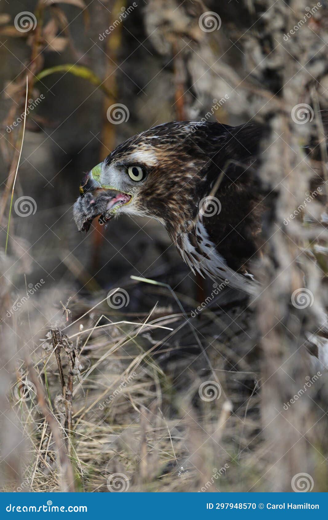 Juvenile Red-tailed Hawk in Tall Grass Stock Photo - Image of wild ...