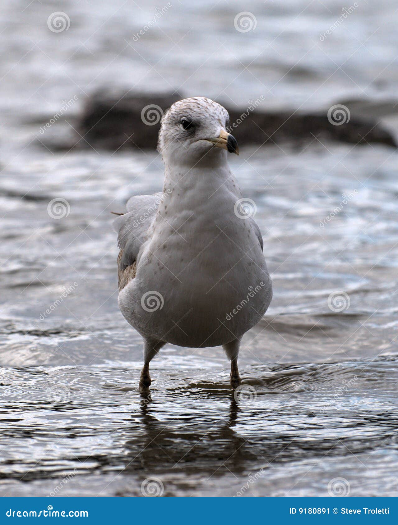 Juvenile Red-billed Gull At Taiaroa Head, Otago Peninsula, New Zealand ...