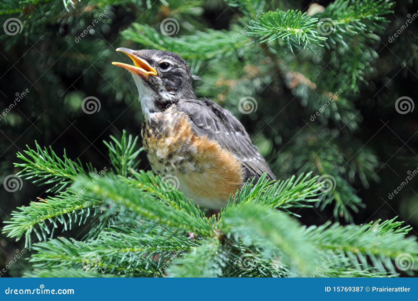 Juvenile Robin stock image. Image of perch, bird, robin - 15769387