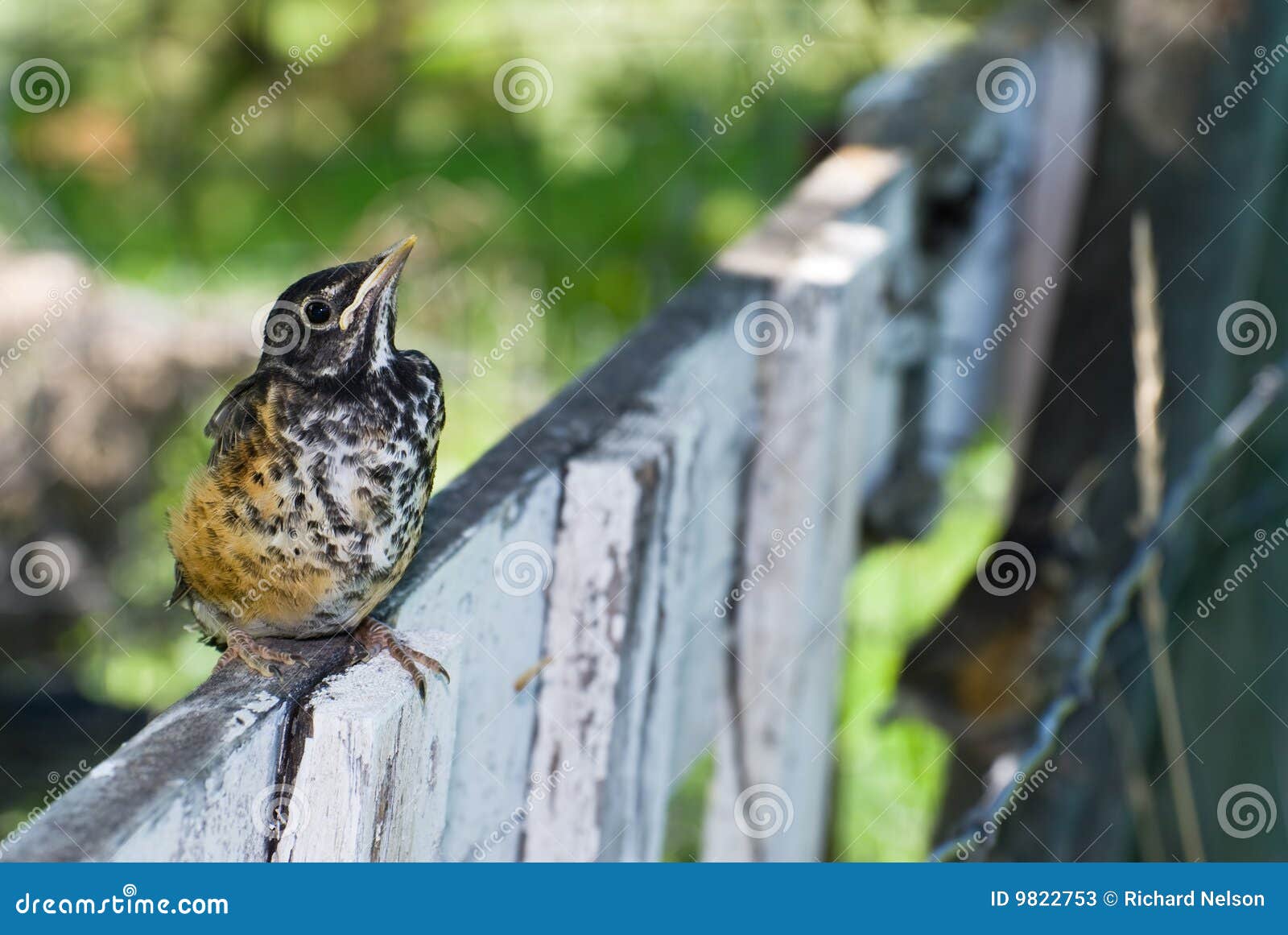Juvenile Robin stock image. Image of nature, outdoors - 9822753