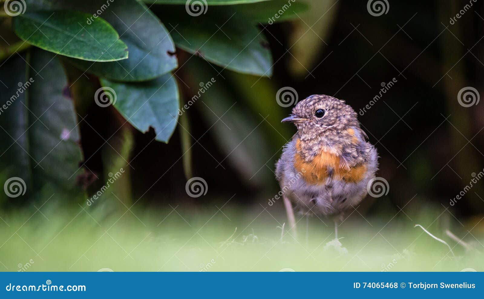 Juvenile Robin stock photo. Image of nature, erithacus - 74065468