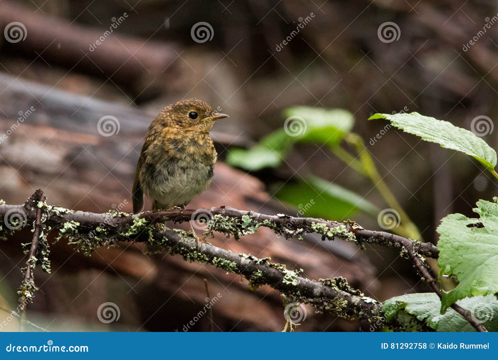 Juvenile robin stock photo. Image of looking, scarlet - 81292758