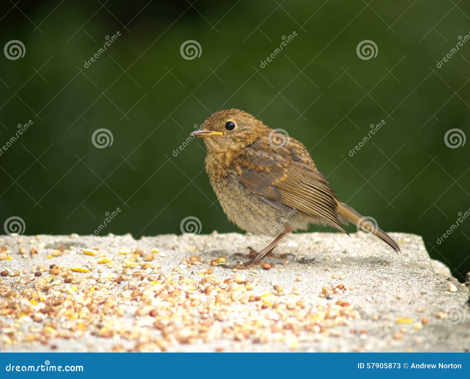 Juvenile robin stock image. Image of garden, detail, feeding - 57905873