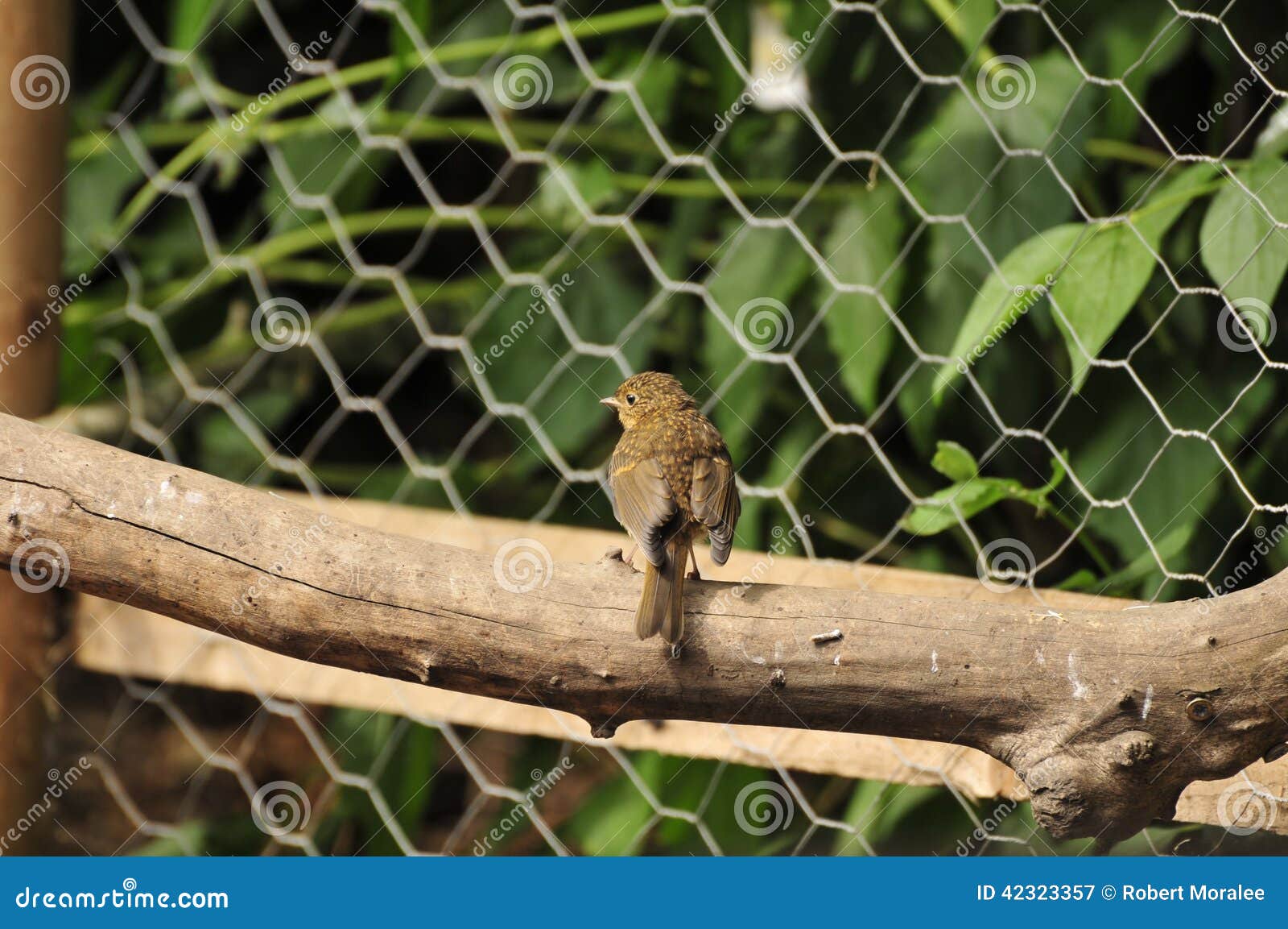 Juvenile Robin. stock image. Image of brown, small, bird - 42323357
