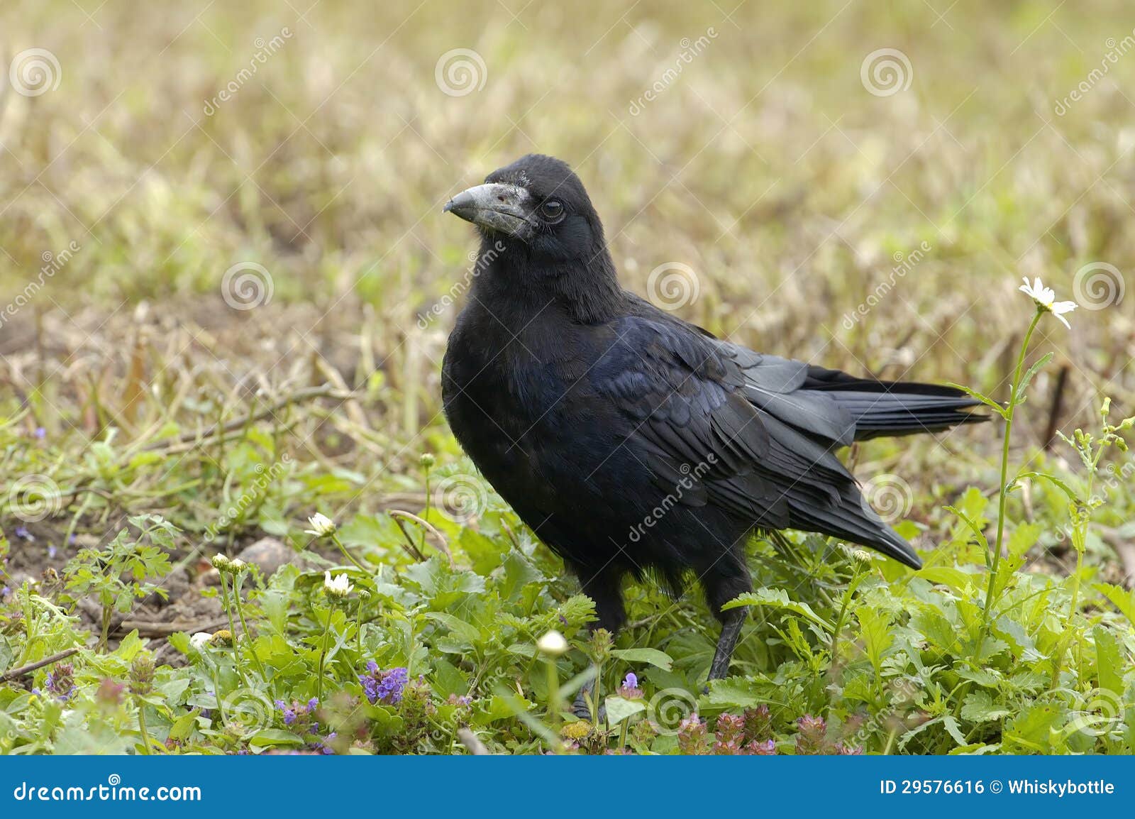 Juvenile Rook stock photo. Image of crow, corvid, wild - 29576616