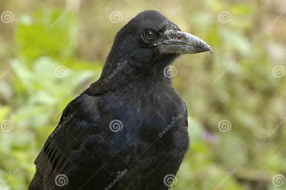 Juvenile Rook stock image. Image of nature, wild, crow - 29676985