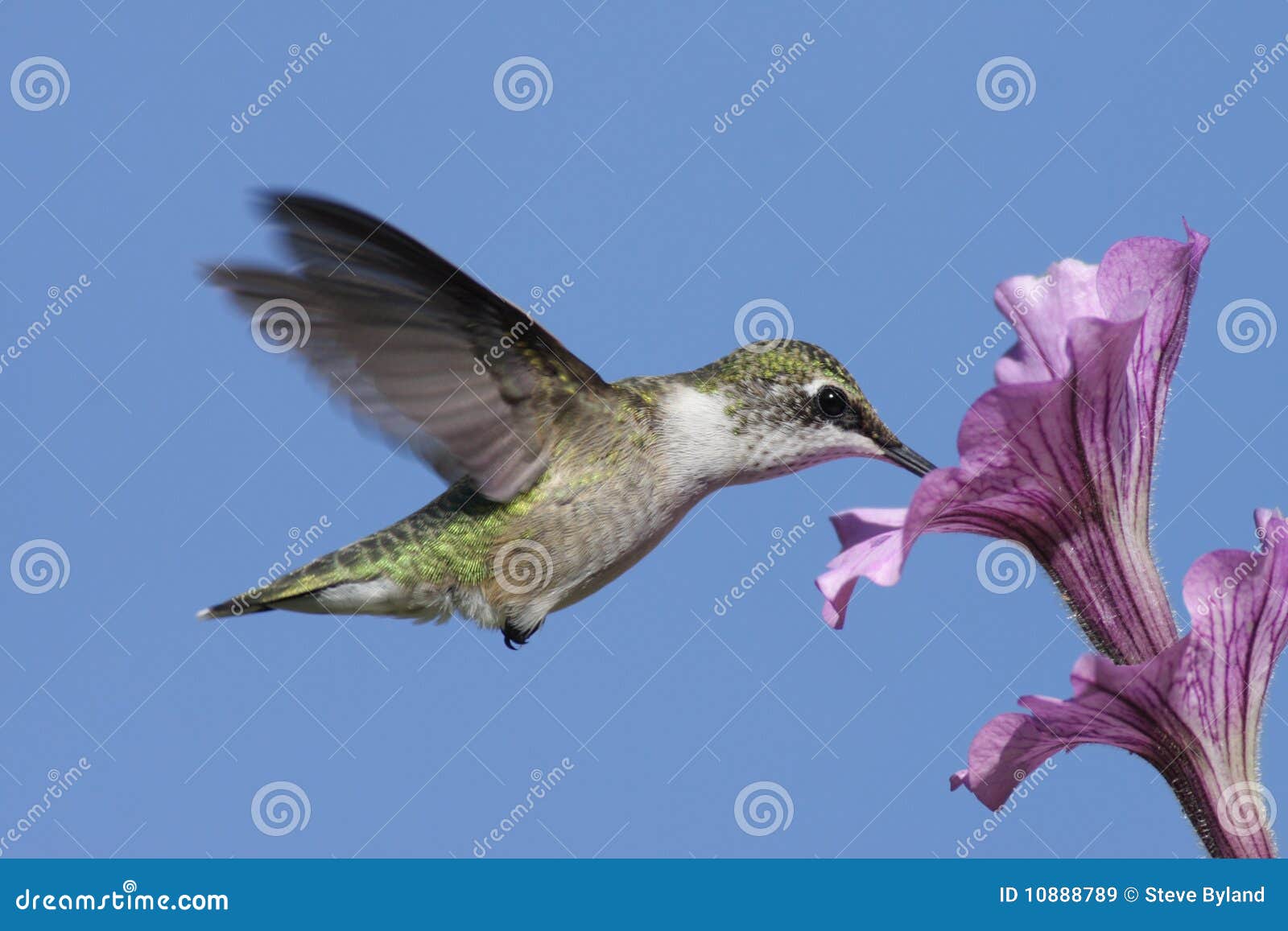 Juvenile Ruby-throated Hummingbird Stock Image - Image of wing, nature ...