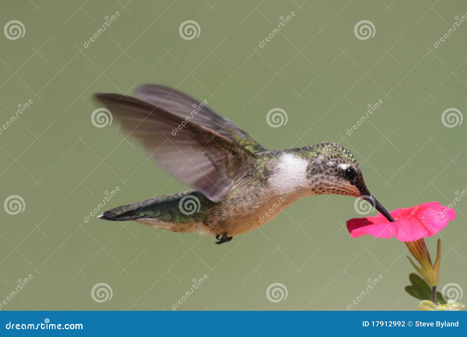 Juvenile Ruby-throated Hummingbird Stock Photo - Image of ruby, wing ...