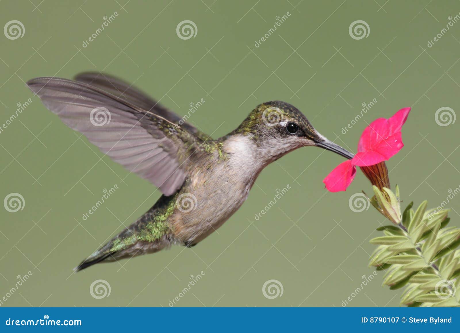 Juvenile Ruby-throated Hummingbird Stock Image - Image of bird, nature ...