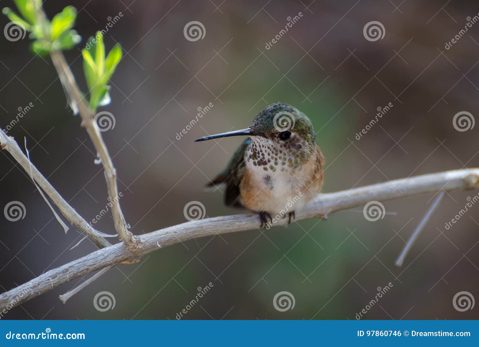 Juvenile Ruby-throated Hummingbird Stock Photo - Image of juvenile ...