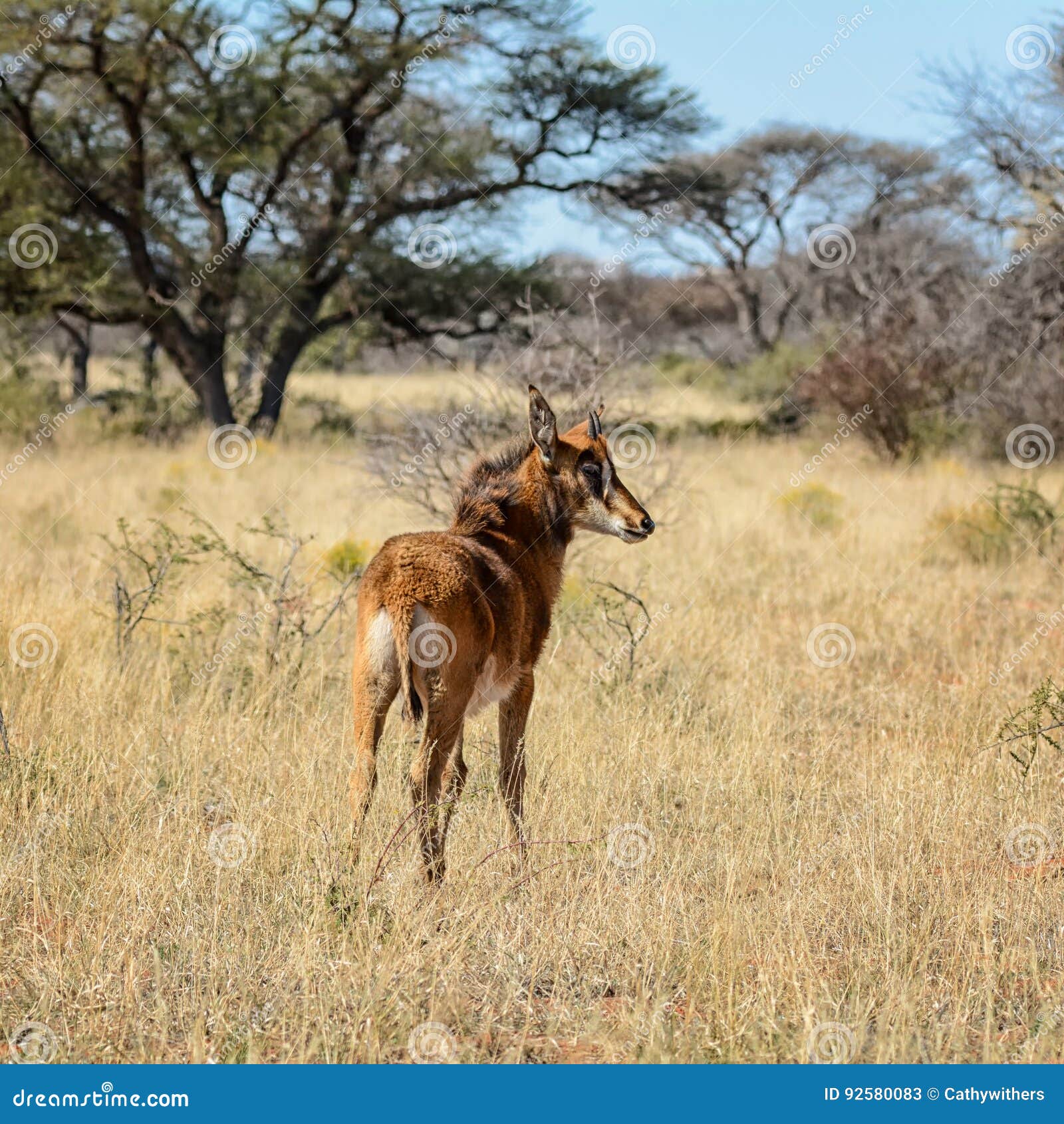 Juvenile Sable Antelope stock image. Image of black, horned - 92580083