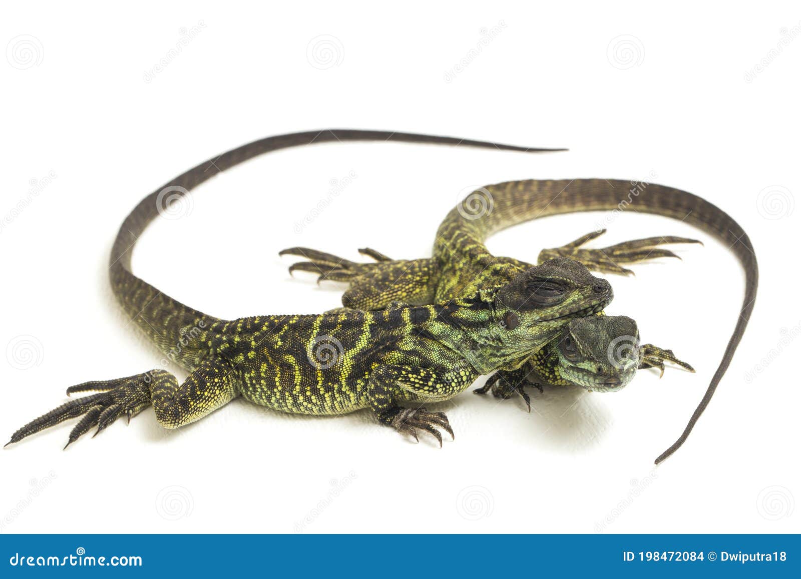 Juvenile Sailfin Dragon Lizard Hydrosaurus Weberi Isolated on White ...