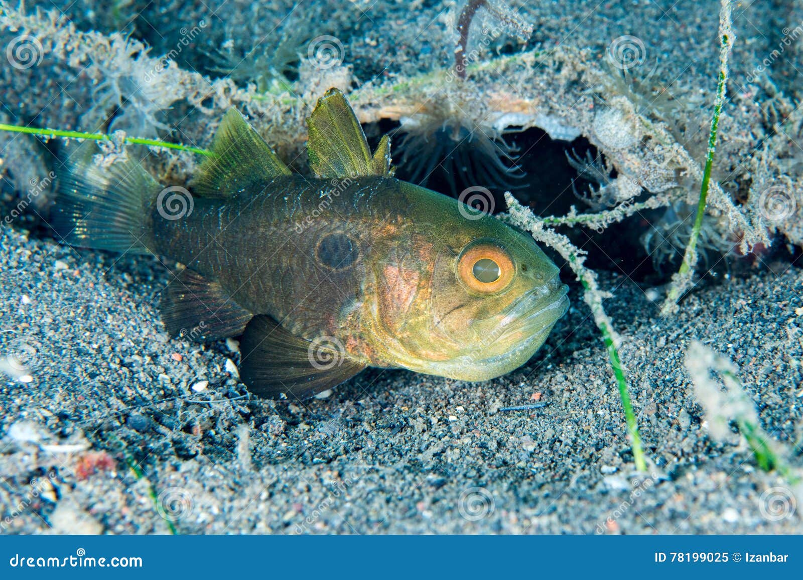 Juvenile Saint Peter Fish Underwater Close Up Portrait Stock Image ...