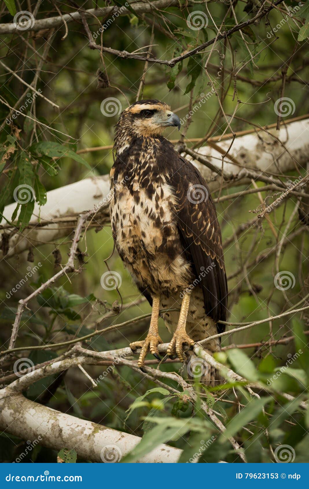 Juvenile Savanna Hawk on Branch Facing Right Stock Image - Image of ...