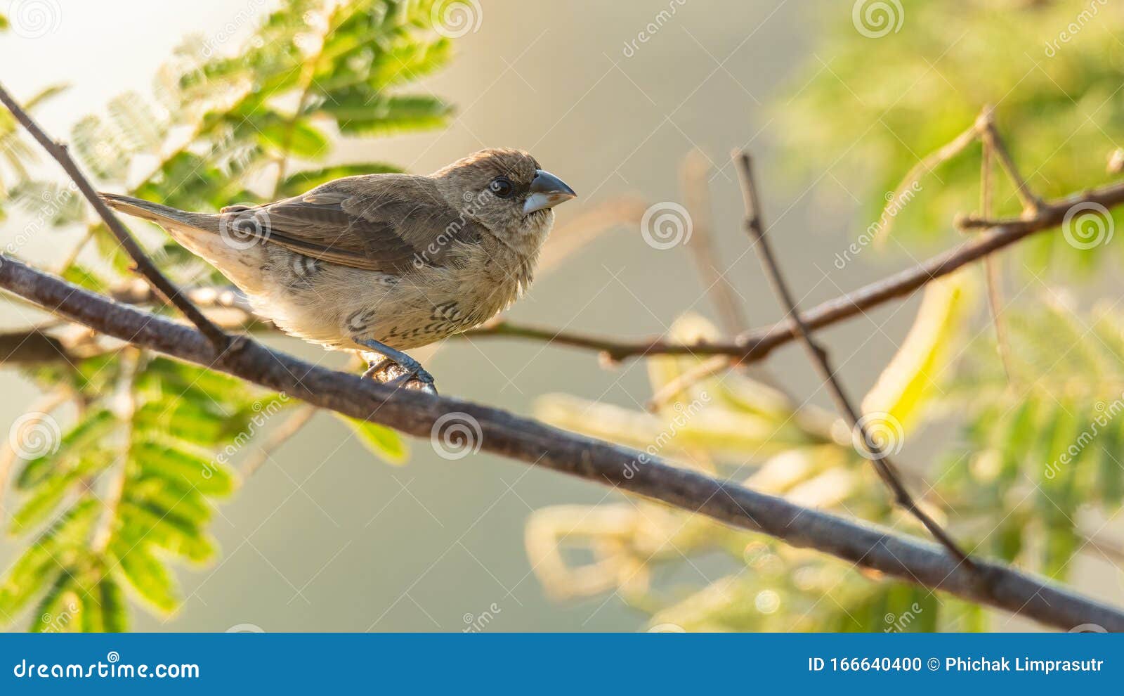 Juvenile Scaly-breasted Munia Perching on a Tree Branch Looking into a ...