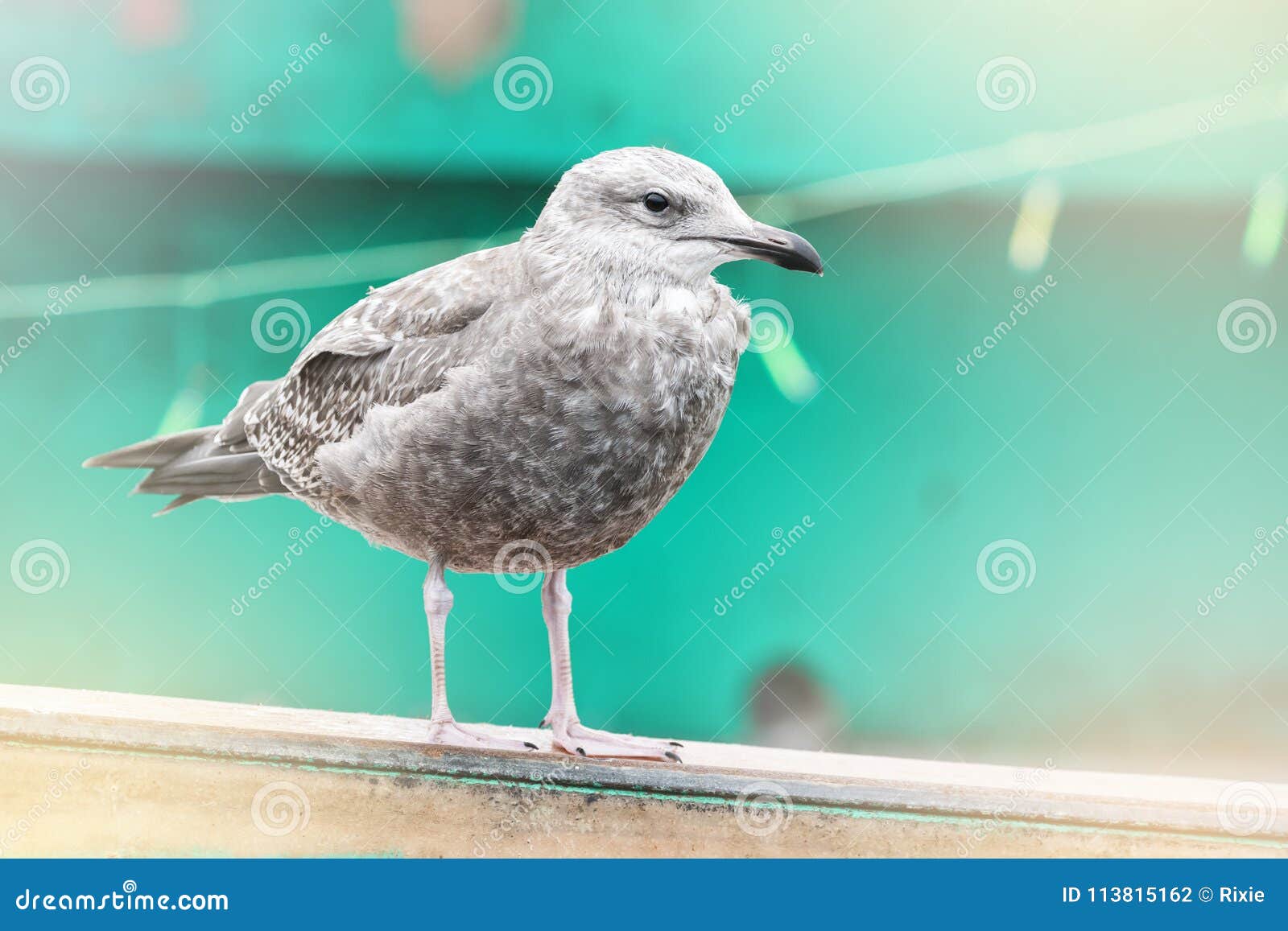 Juvenile seagull side view stock photo. Image of outdoor - 113815162