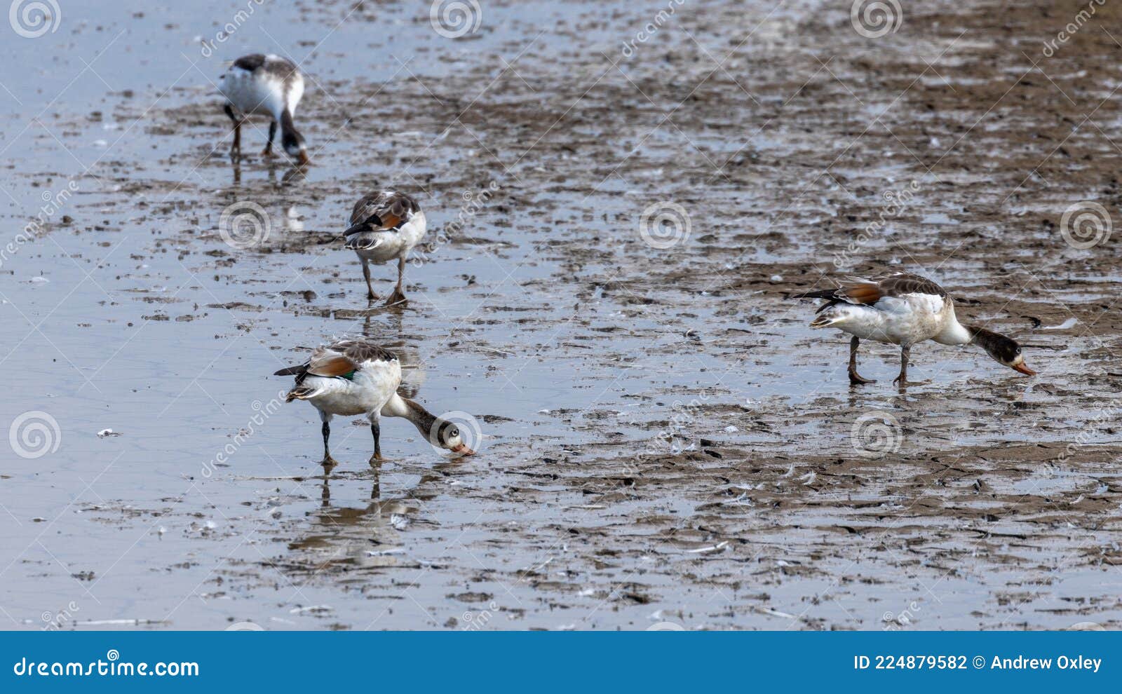 Juvenile Shelduck Feeding in the Water in a Coastal Area Stock Photo ...