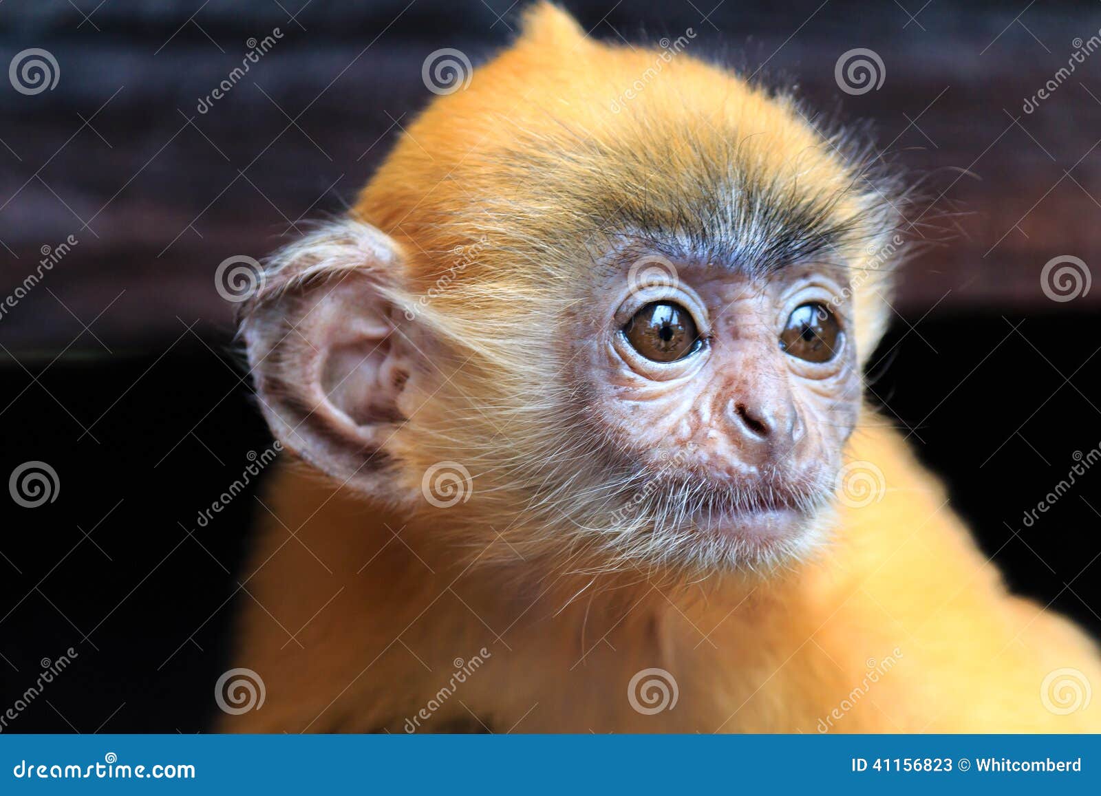 Juvenile Silver Leaf Monkey Stock Image - Image of ecology, cheeky ...