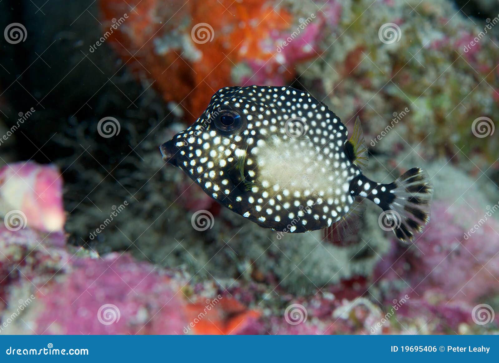 Juvenile Smooth Trunkfish stock photo. Image of life - 19695406