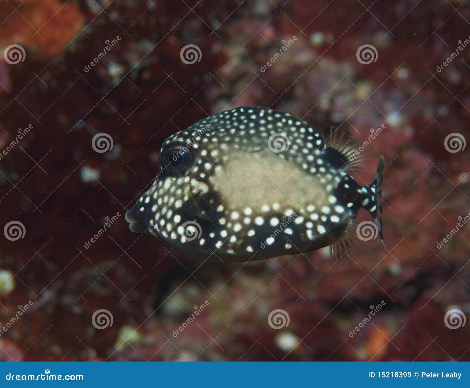 Juvenile Smooth Trunkfish-Lactophrys Triqueter Stock Image - Image of ...
