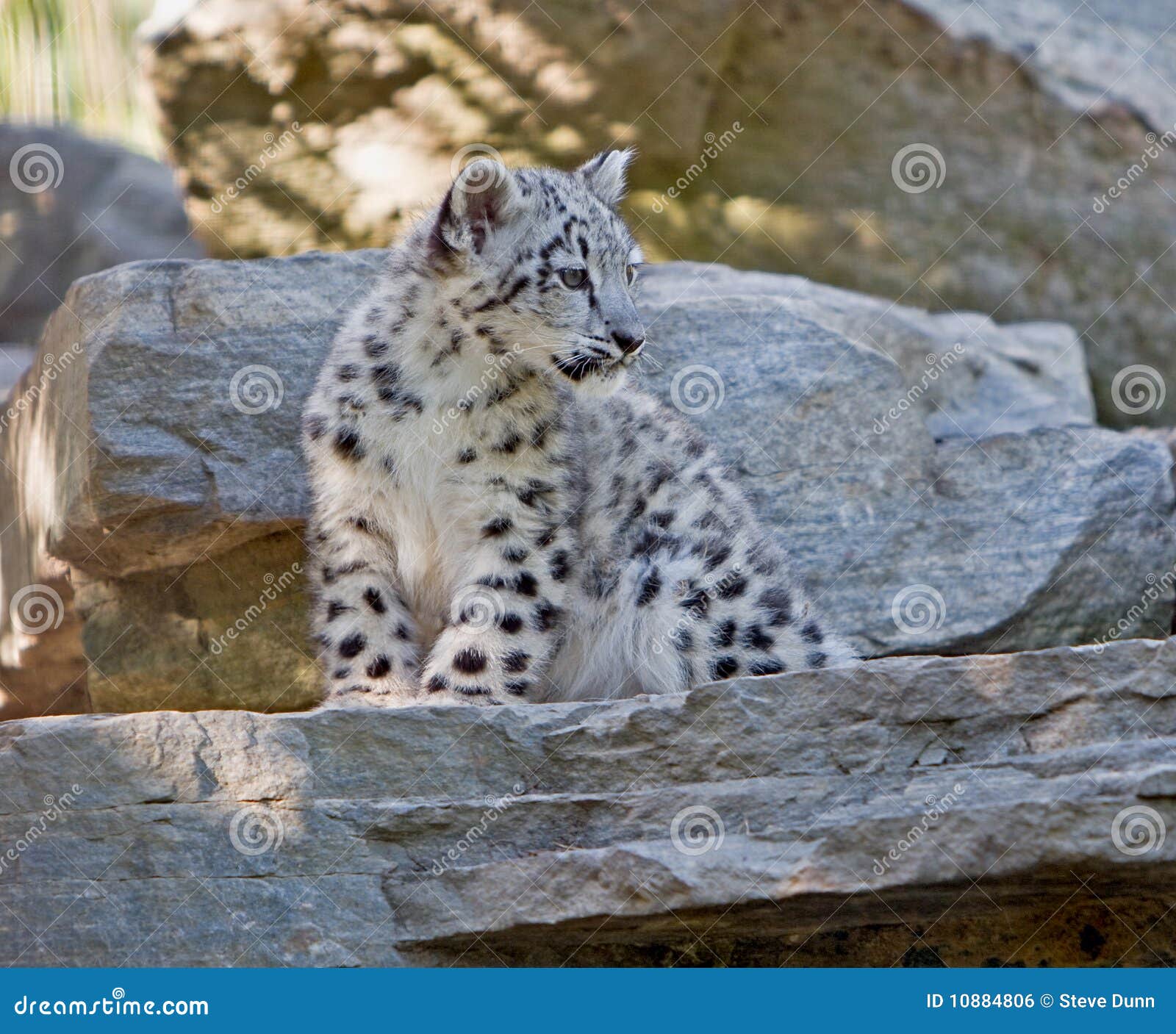 Juvenile snow leopard stock photo. Image of mammal, captive - 10884806