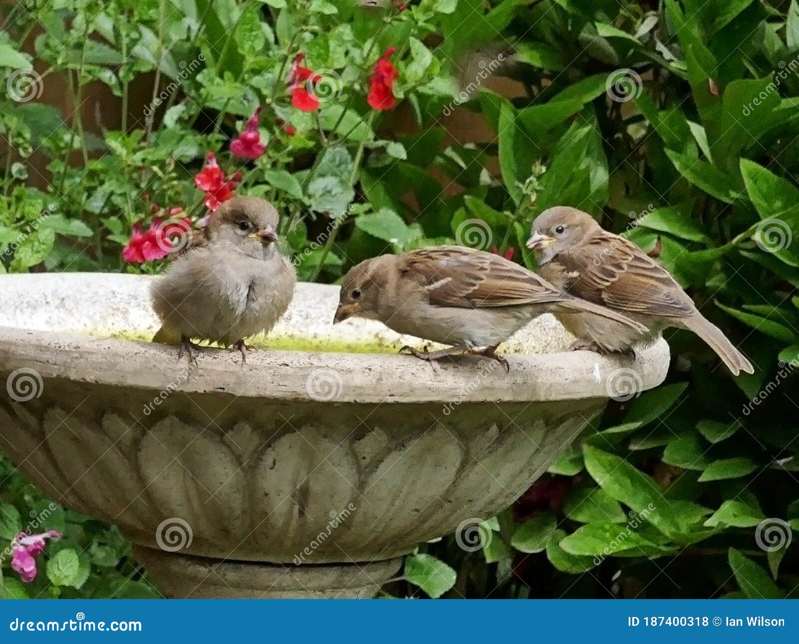 Juvenile Sparrows on a Bird Bath Stock Photo - Image of laughing ...
