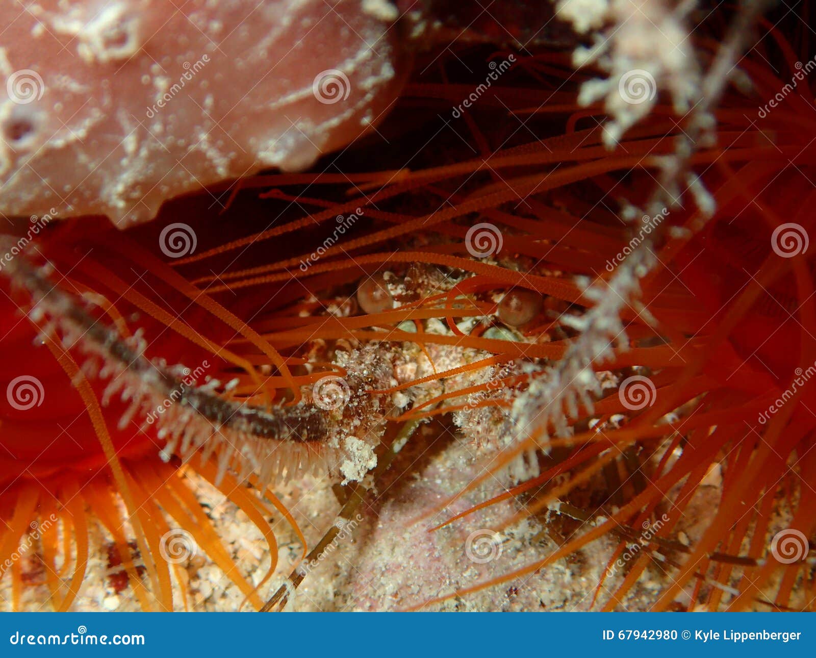 Juvenile Spiny Lobster between Clams Florida Keys Stock Photo - Image ...
