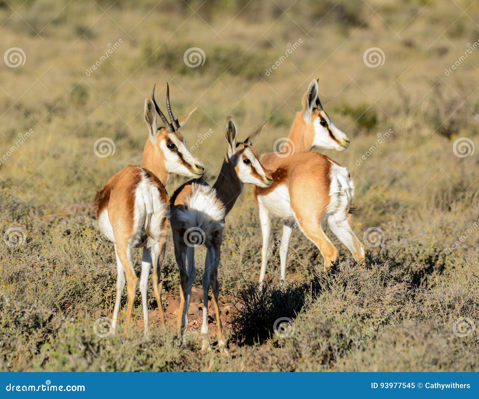 Juvenile Springbok Antelope Stock Image - Image of desert, close: 93977545