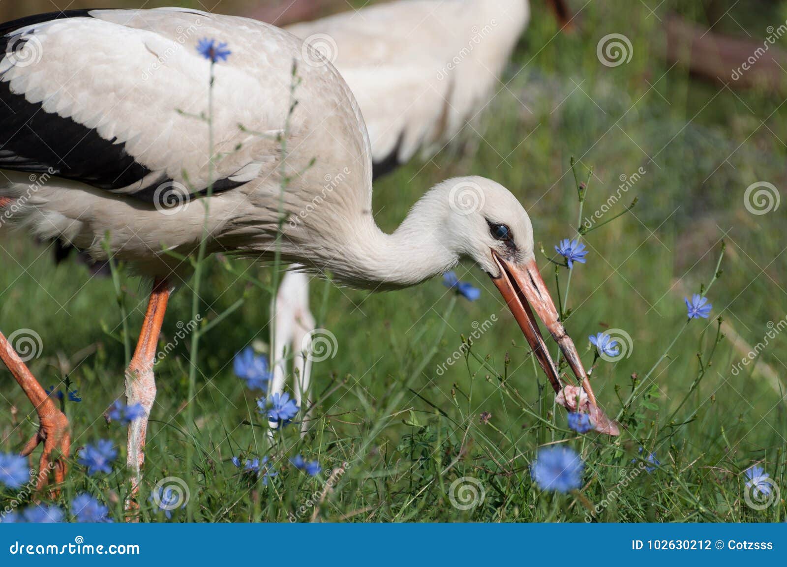 Juvenile Stork Eating Meat in a Park Stock Photo - Image of nature ...