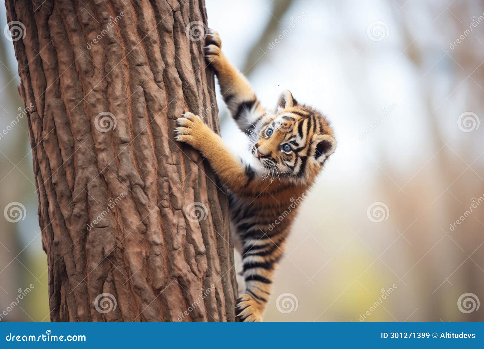 Tiger Climbing In Cage Stock Photography | CartoonDealer.com #34983062