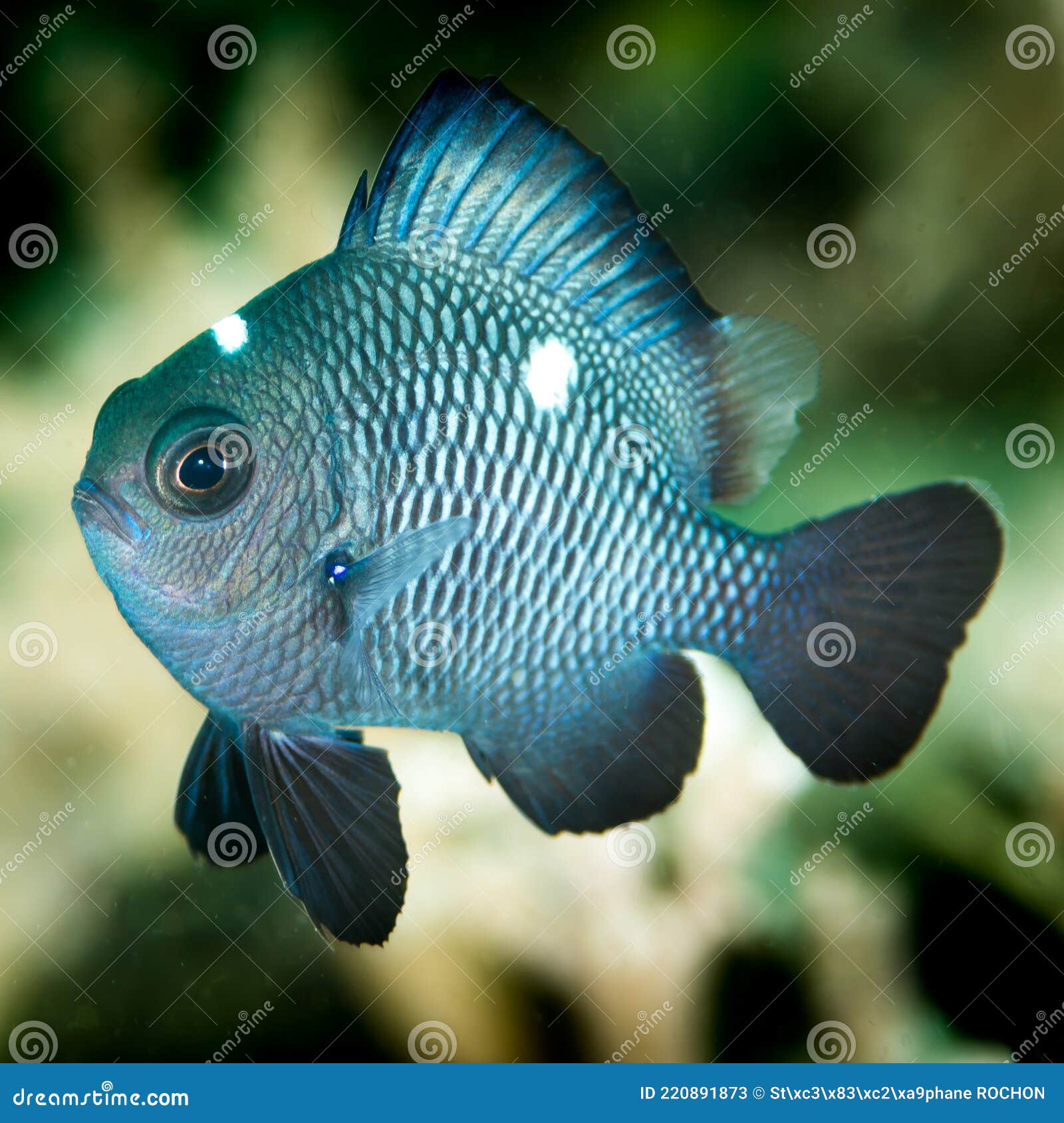 Threespot Damselfish Stegastes Planifrons, Maldives Royalty-Free Stock ...