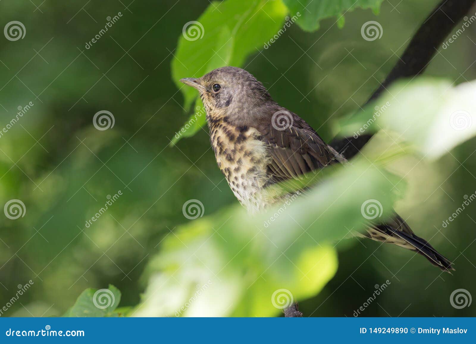 Juvenile Thrush on a Tree Branch Stock Photo - Image of wild, outdoor ...