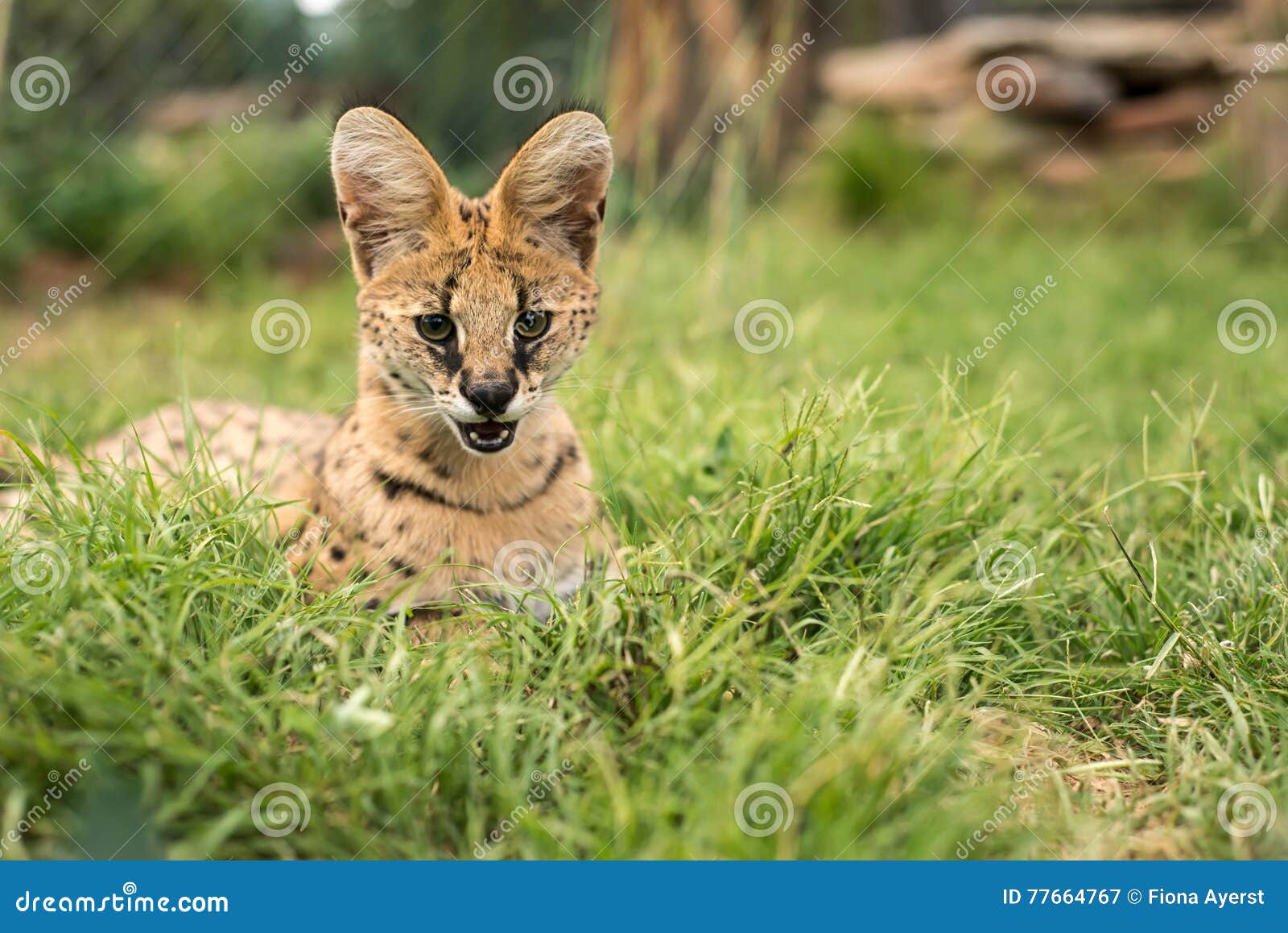 A Juvenile Tierboskat Sitting Quietly Stock Image - Image of eyes ...