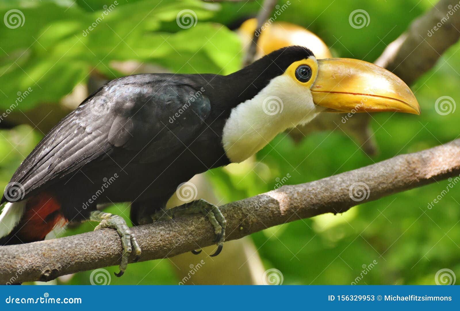 A Juvenile Toucan stock image. Image of bird, wildlife - 156329953