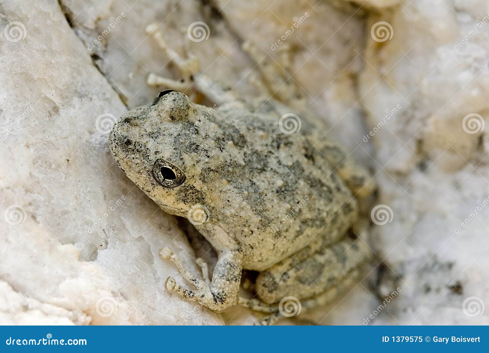 Juvenile tree frog stock image. Image of wood, california - 1379575